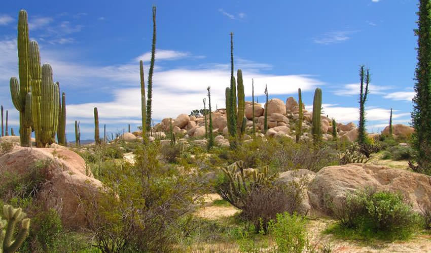 Visit Tijuana: Discover the most visited border city in the world